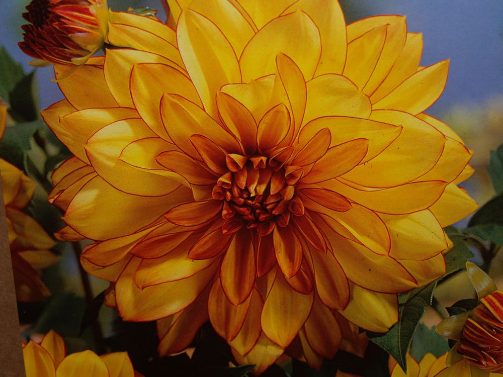 Rotteveel Bulb Dinnerplate Dahlia, Devotion (Pack of 2)