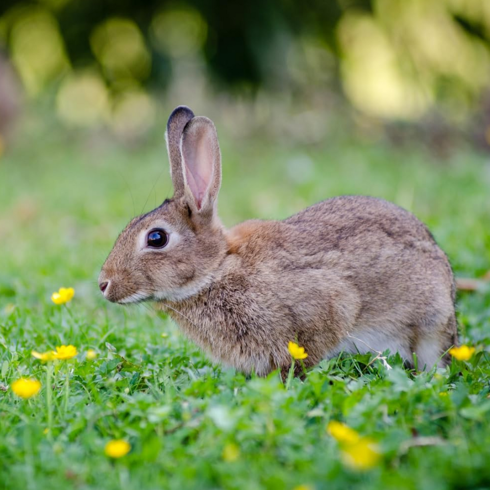 EPIC Rabbit Scram All Natural Granular Repellent, Plastic Resealable S